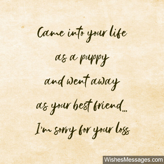 Sympathy Messages for Pets: Condolence Quotes for Dogs, Cats and more ...